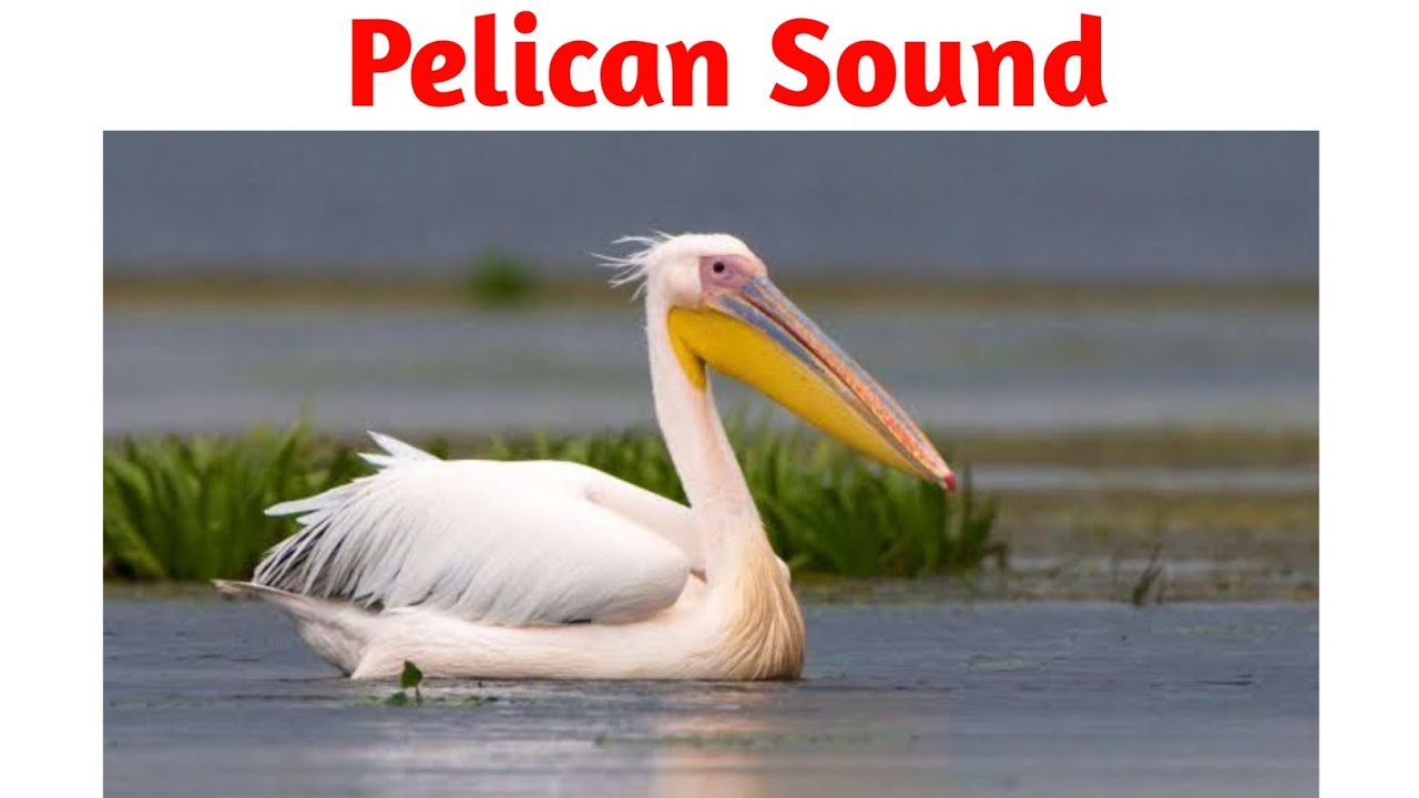Pelican Sound Effect _Pelican Noise _Sea Bird Sound Effect - YouTube