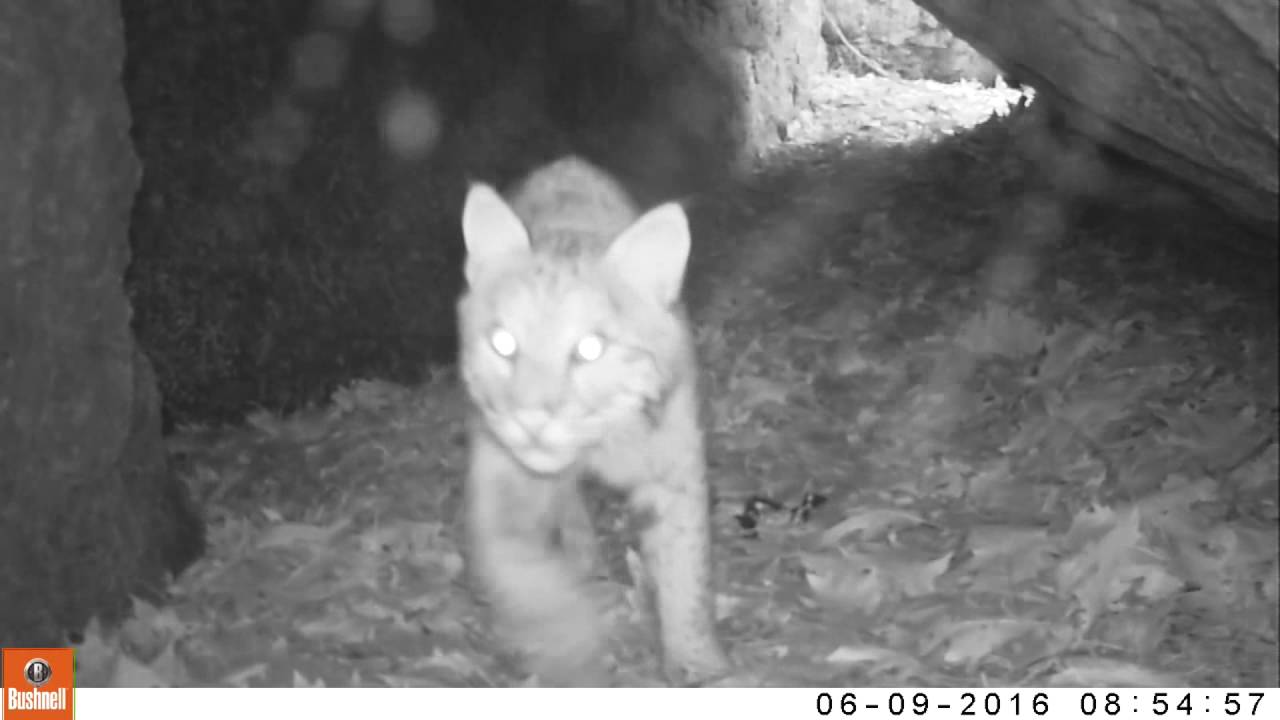 Compilation of the best bobcat videos - YouTube