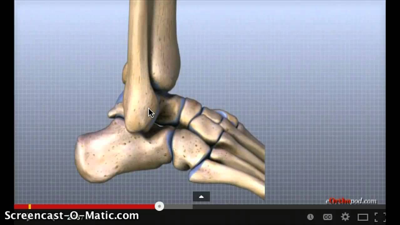 Tobillo-anatomìa funcional - YouTube