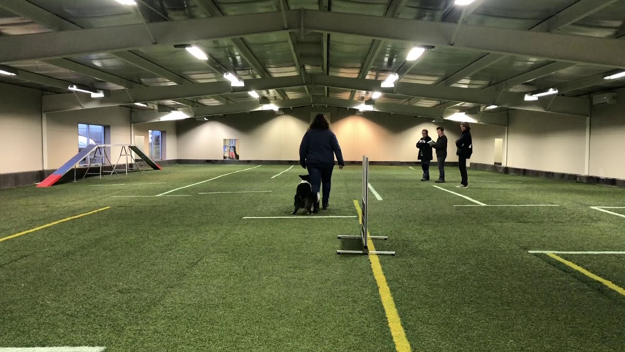 Mind the dog Strike first start in obedience . Swedish class ...