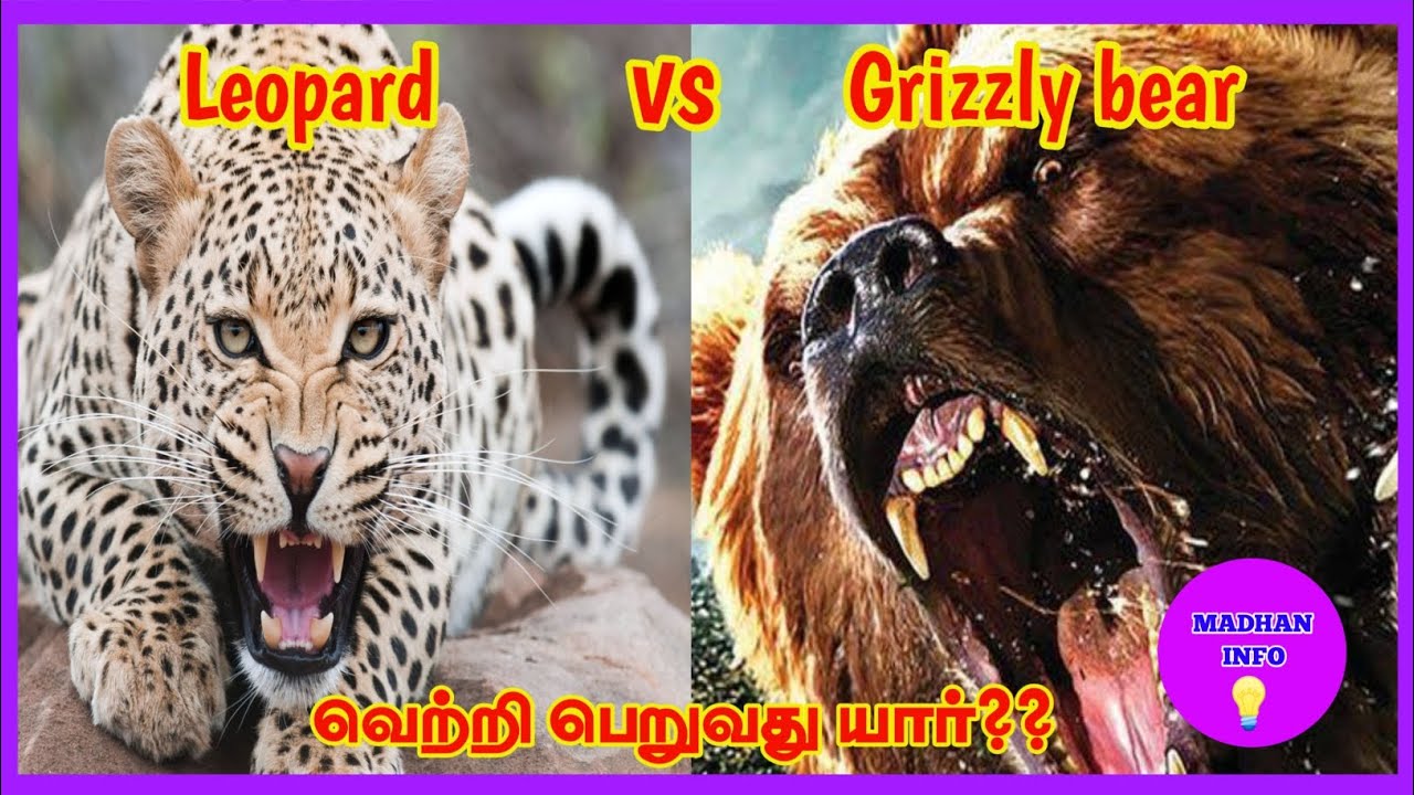leopard vs grizzly bear in tamil Madhan info/leopard/grizzly bear ...
