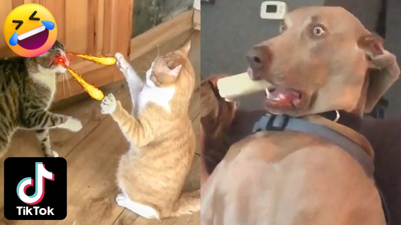 Funniest Cats And Dogs Videos 🤣 - Best Funny Animal Videos 2022 😺🐶 ...