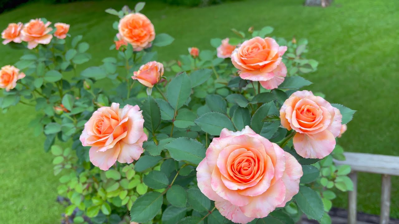 Floribunda Tree Rose - Double Easy Orange (1st year - 4th flush) - YouTube