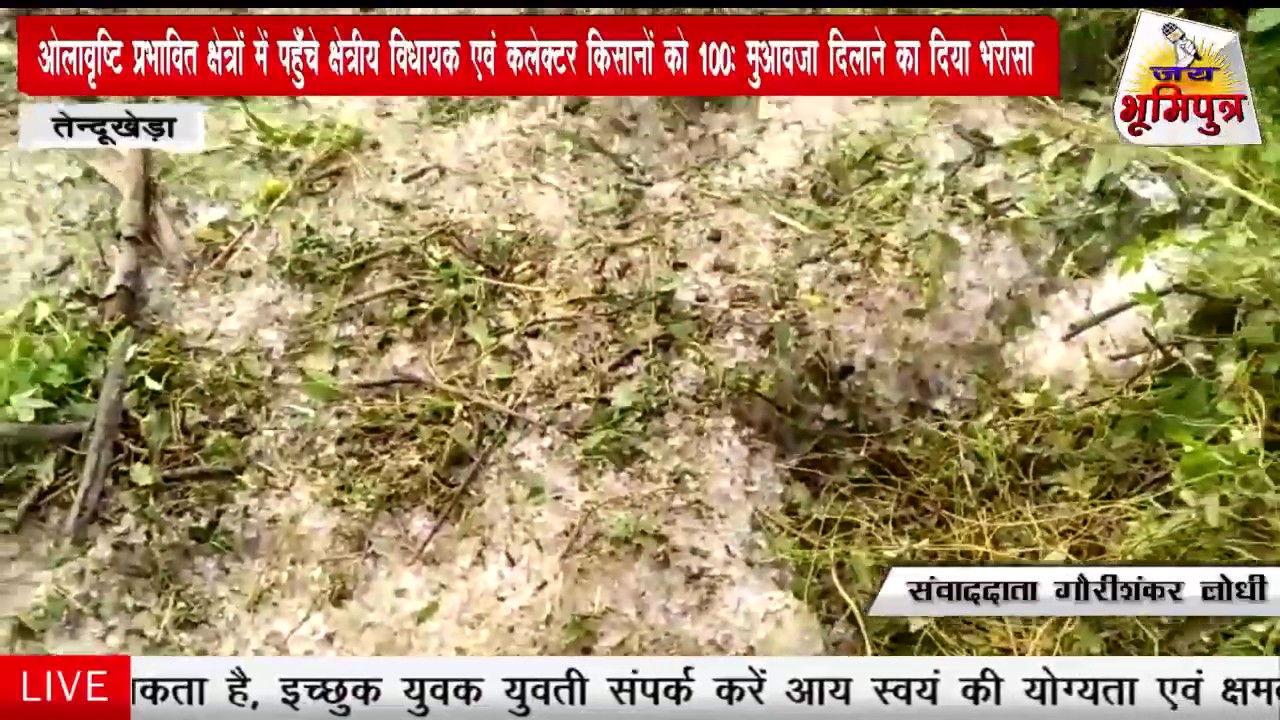 TENDUKHEDA - विधायक संजय शर्मा ओलावृष्टि प्रभावित किसानों को मिलेगा 100 ...