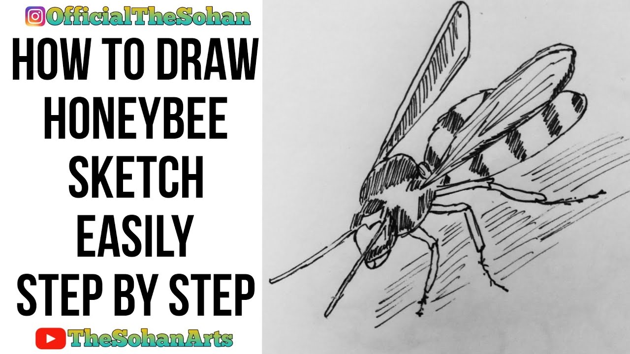 How to draw Honeybee Sketch step by step #Pencilsketch #Drawing # ...