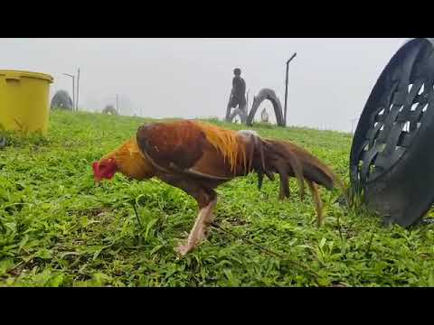 Venancio jingco seedfowl gold. For material next breeding
