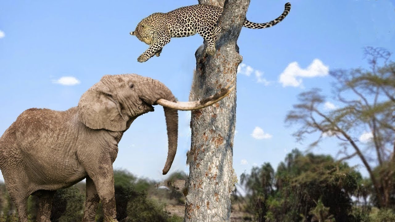 Animal world 표범 vs 코끼리 싸움! Leopard vs Elephant Real Fight! - YouTube