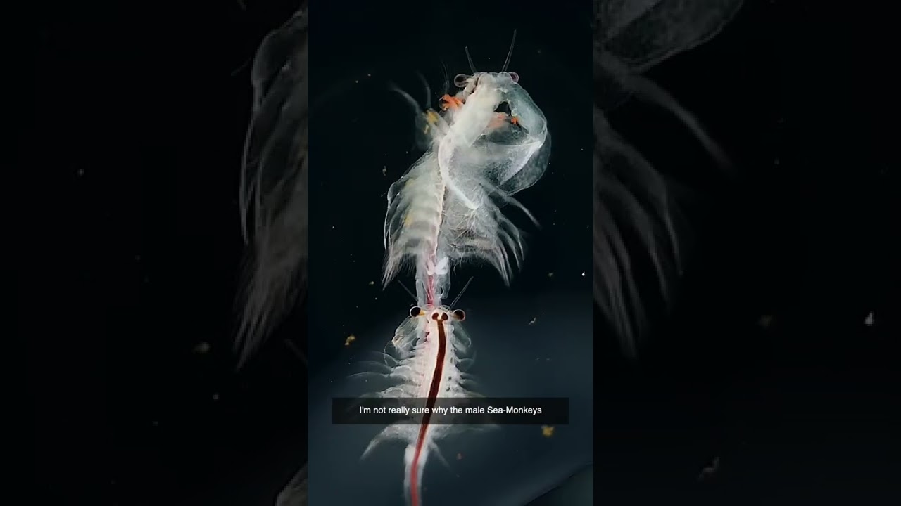 Sea-Monkeys mating macro view - YouTube
