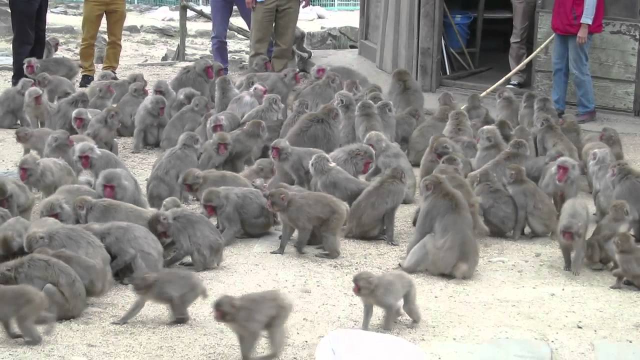 Shodoshima Monkey Feeding Mosh Pit - YouTube