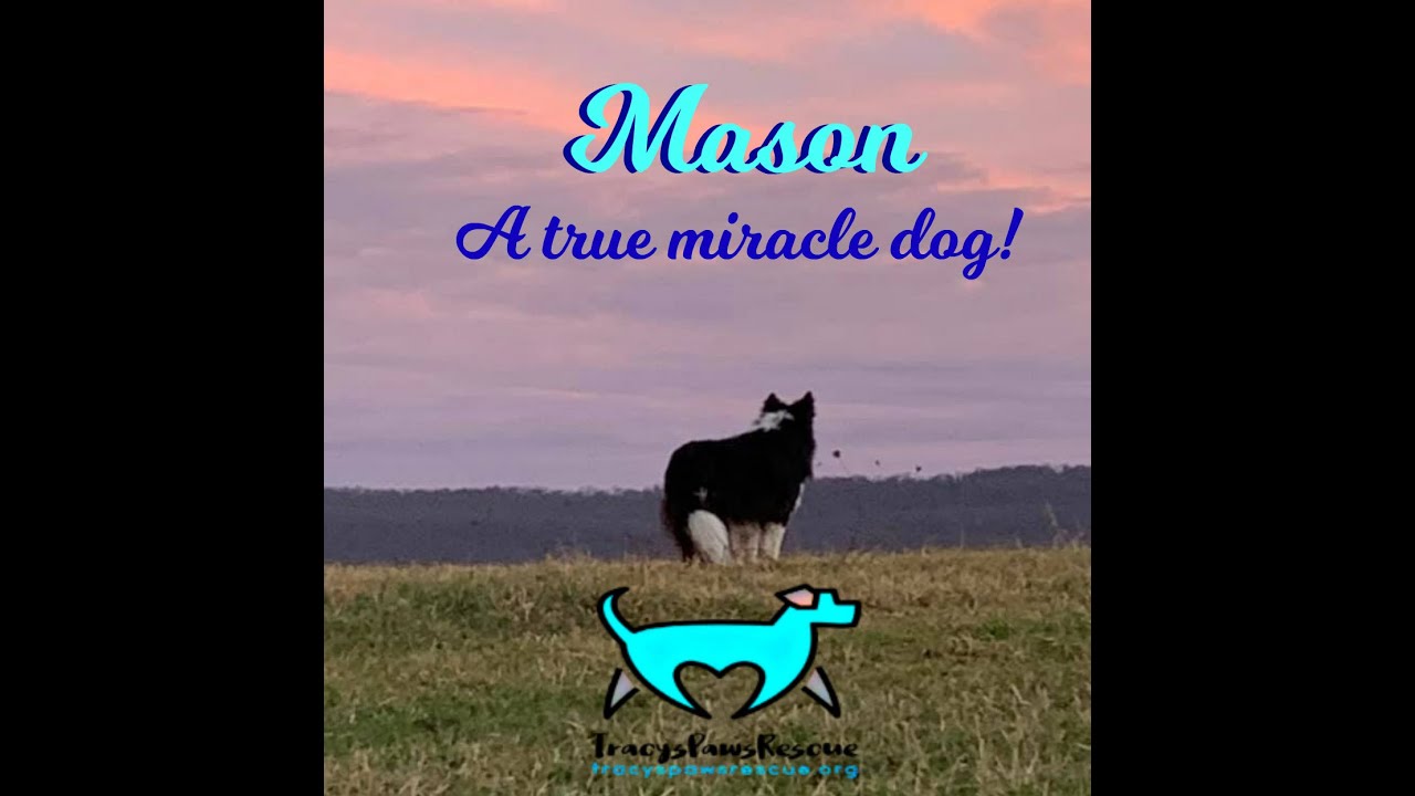 A dog named Mason A Miracle A border collie? TracysPawsRescue Saving ...