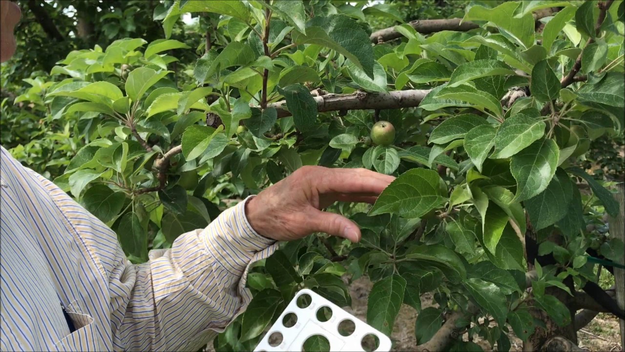 Measuring apples - YouTube
