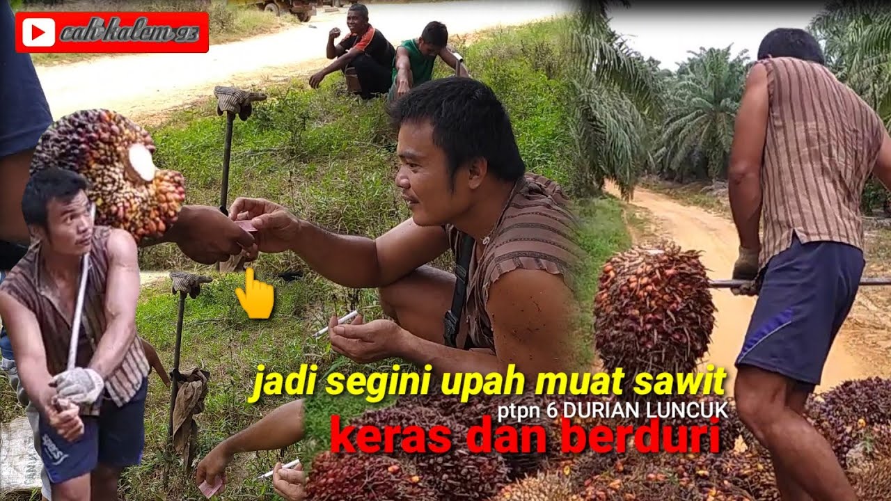 Upah tukang muat sawit PTPN 6 DURIAN LUNCUK - YouTube
