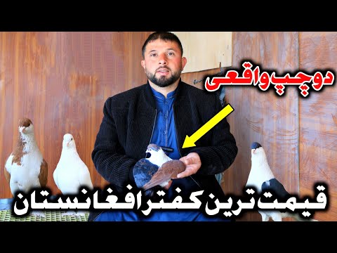 قیمتی ترین کفتر افغانستان #دوچپ واقعی || Most Famous and Expensive Afghan Pigeon Do-chap ||گلچين