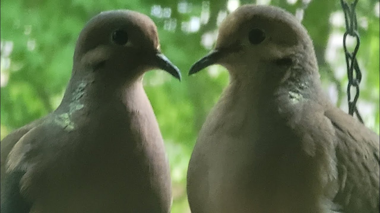 Prepping for Flight. Baby Dove leaves the nest - YouTube