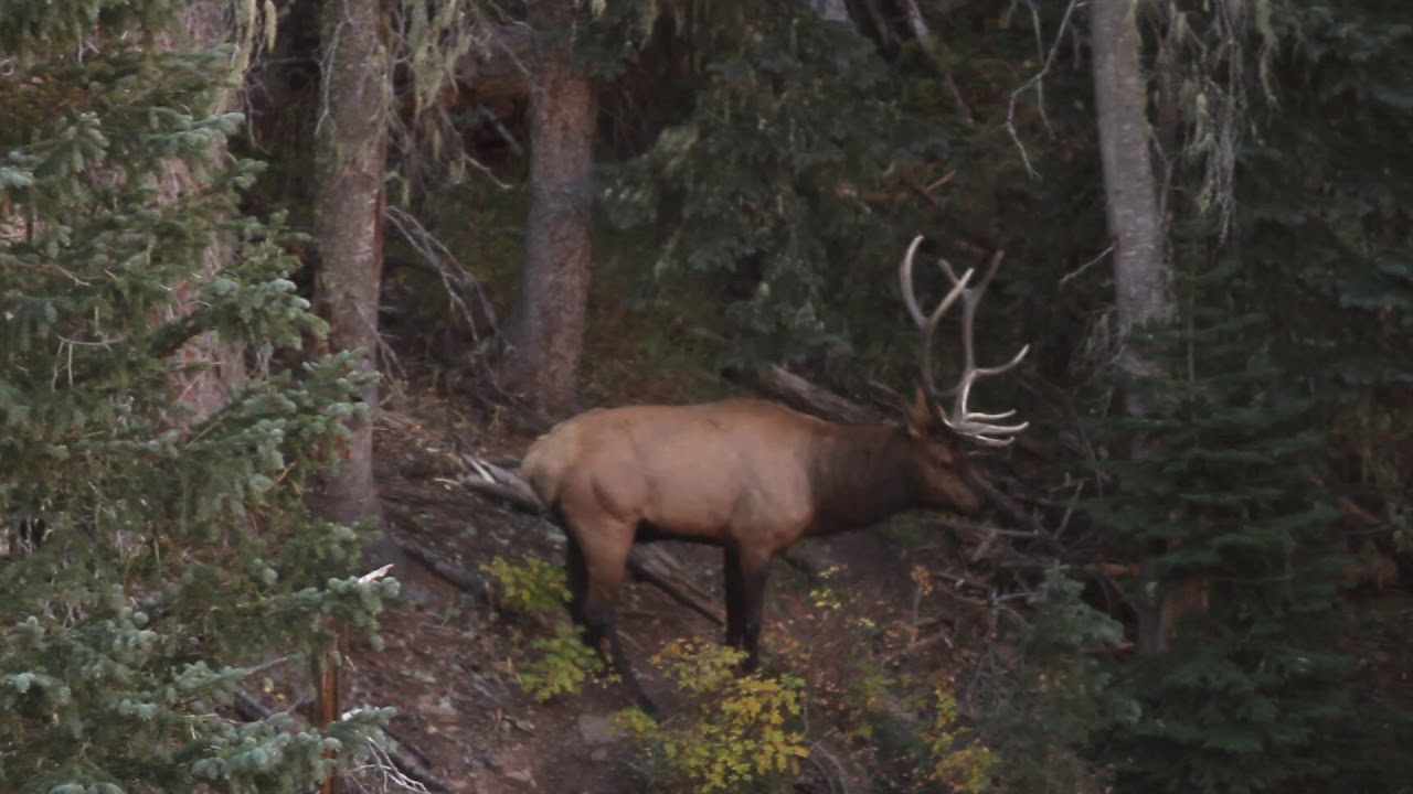 Dark Timber Outfitters, Unit 61 Colorado elk - YouTube