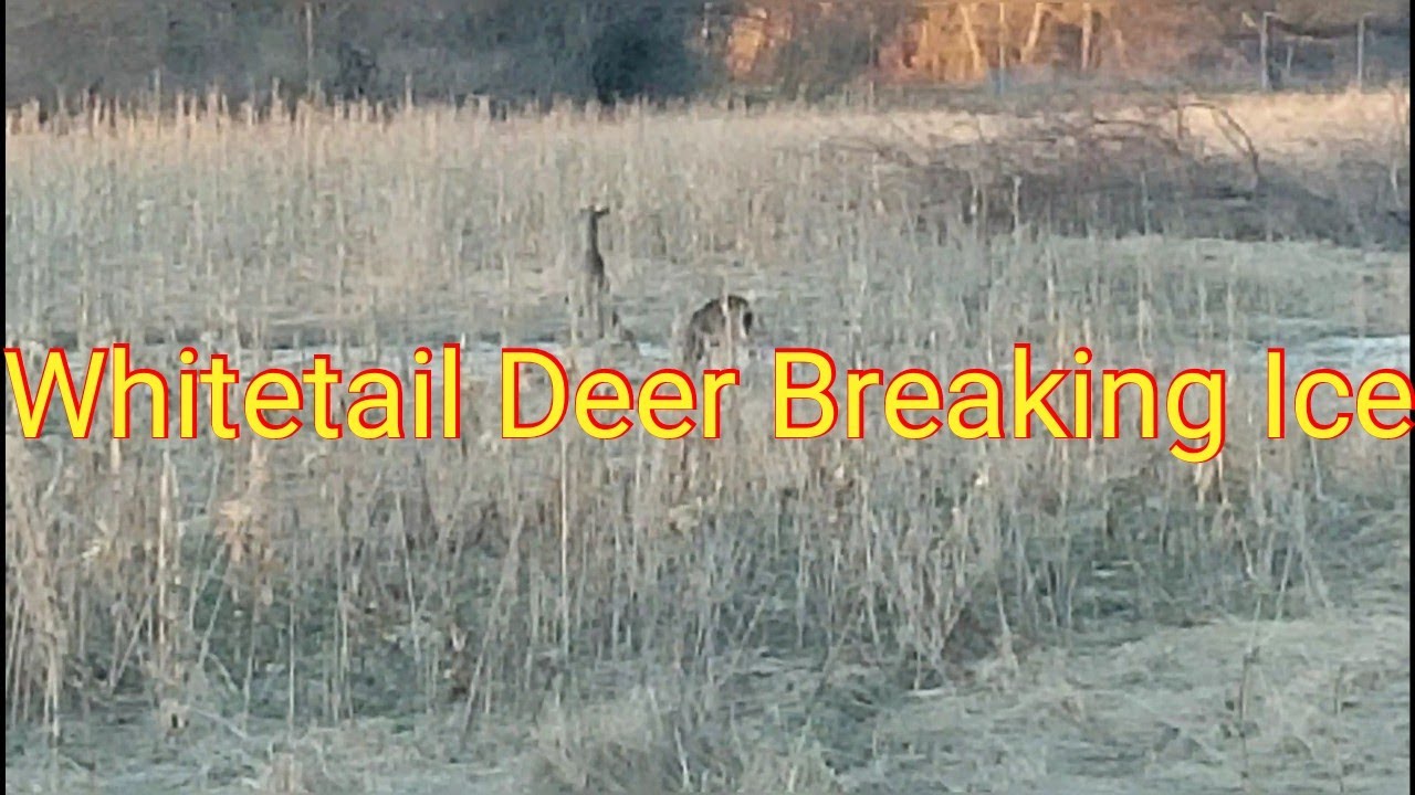 Whitetail Deer Breaking Ice - YouTube