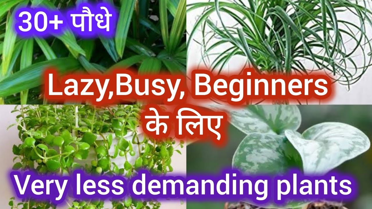 Plants for Lazy and Busy Beginners/Less demanding plants/Low ...