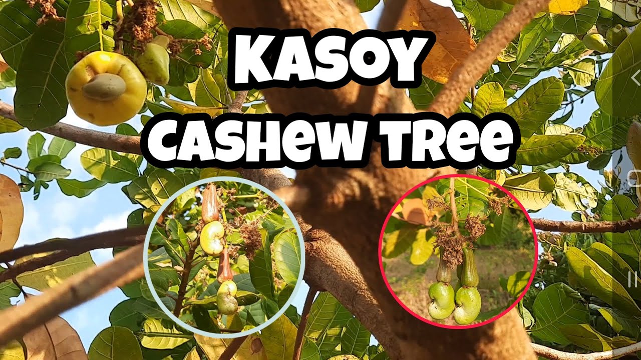 Puno ng kasoy|cashew tree|#kasoy #cashewtree #jeleahhurry - YouTube