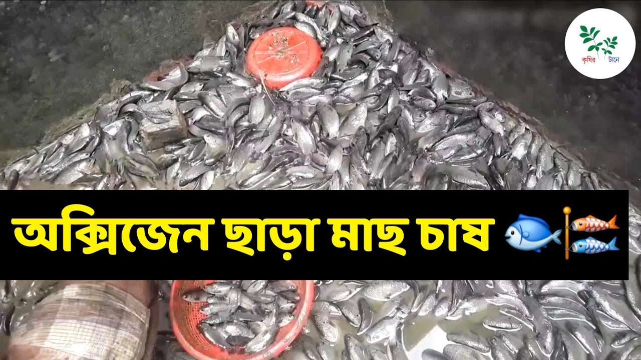একদম সহজ পদ্ধতিতে মাছ চাষ। অক্সিজেন ছাড়া মাছ চাষ। ভিয়েতনাম কৈ মাছ চাষ ...