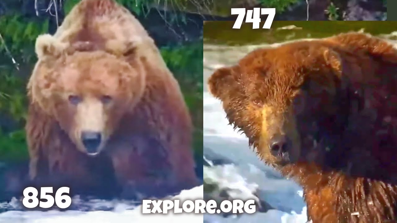 856 & 747 ︎ Side by Side Comparison ︎ Katmai Brown Bears ︎ June 2024 ︎ ...