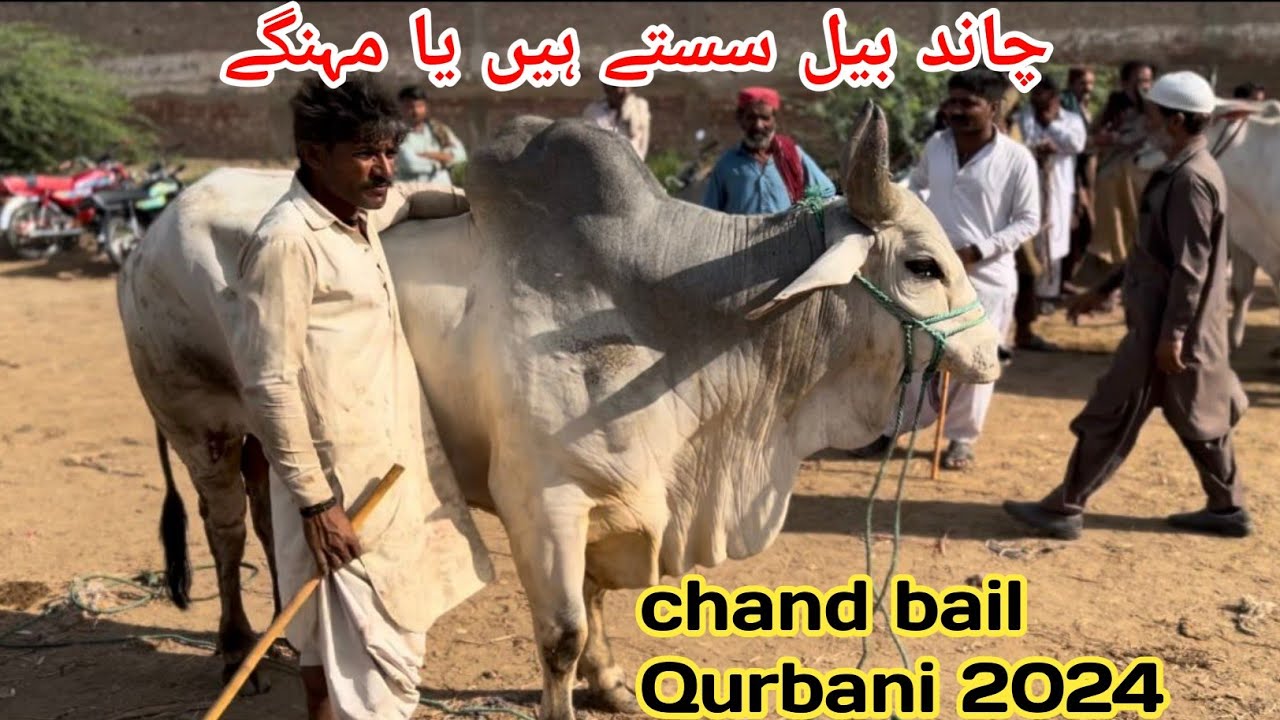 Low And High Rang Chand Bail || Tando Sain Dad Chand Bail Mandi ...
