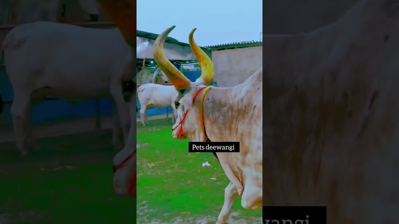 Biggest kankrej OX of Hossain dairy farm Gowalbari 2022 #gowalbari # ...
