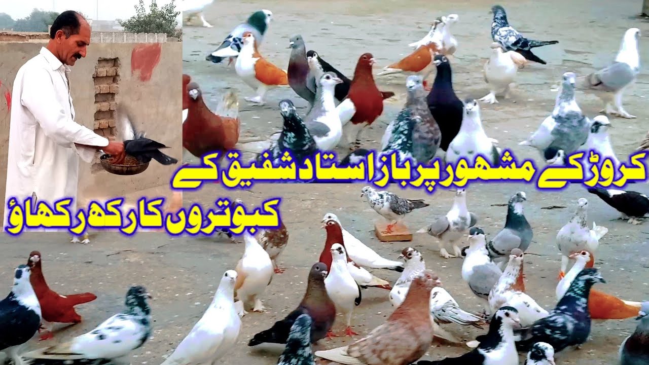 Maintenance of Pigeons By Ustad Shafiq | Karor ke ParBaz Ustad Shafiq ...