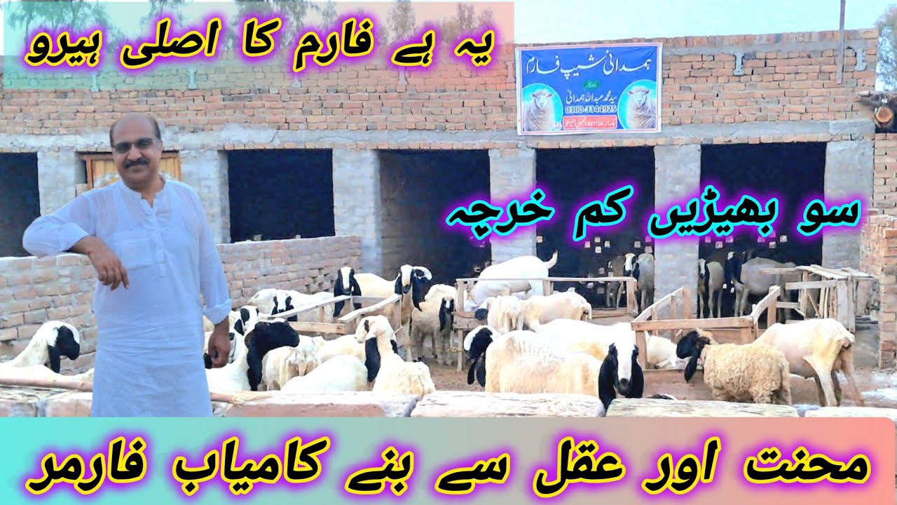 Hamdani thali sheep farm of bhakkar special visit - YouTube