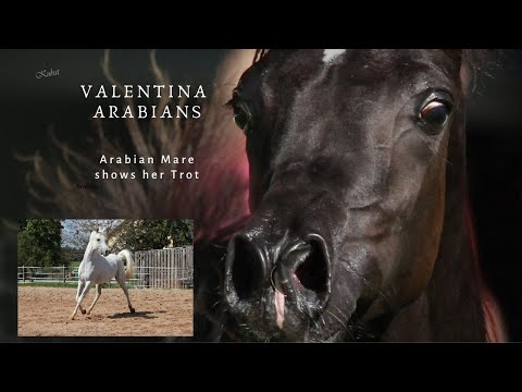 Grey Arabian Mare VA Malikah showing her trot 😍 #arabianhorses #greyhorse #arabhorses #arabhorse