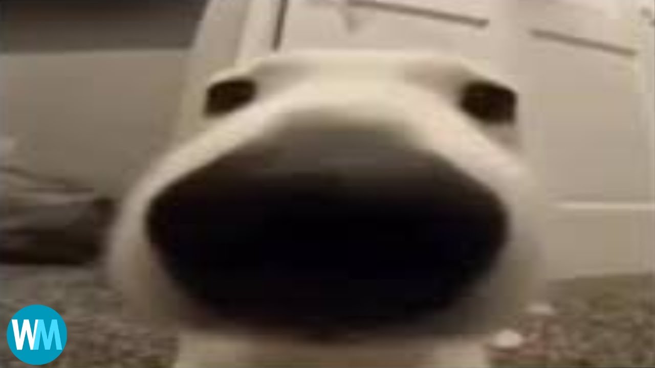 Top 5 Sniff - YouTube