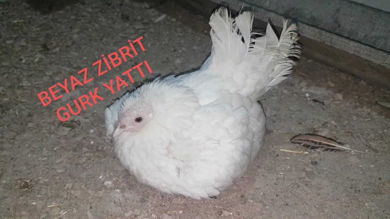 KIŞIN ORTASINDA TAVUK NASIL GURK OLUR ? BEYAZ ZİBRİT TAVUK GURK YATTI ...