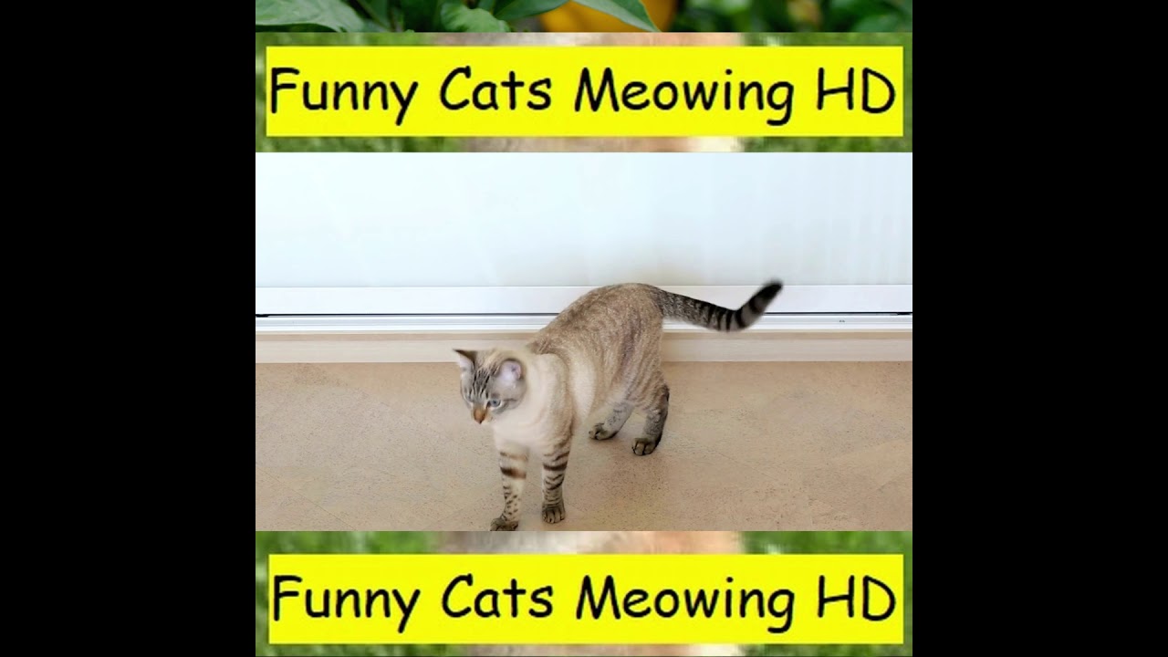 Baby Funny Cats 2021 - Cute And Funny Cat Videos 2021 | Compilation #25 ...