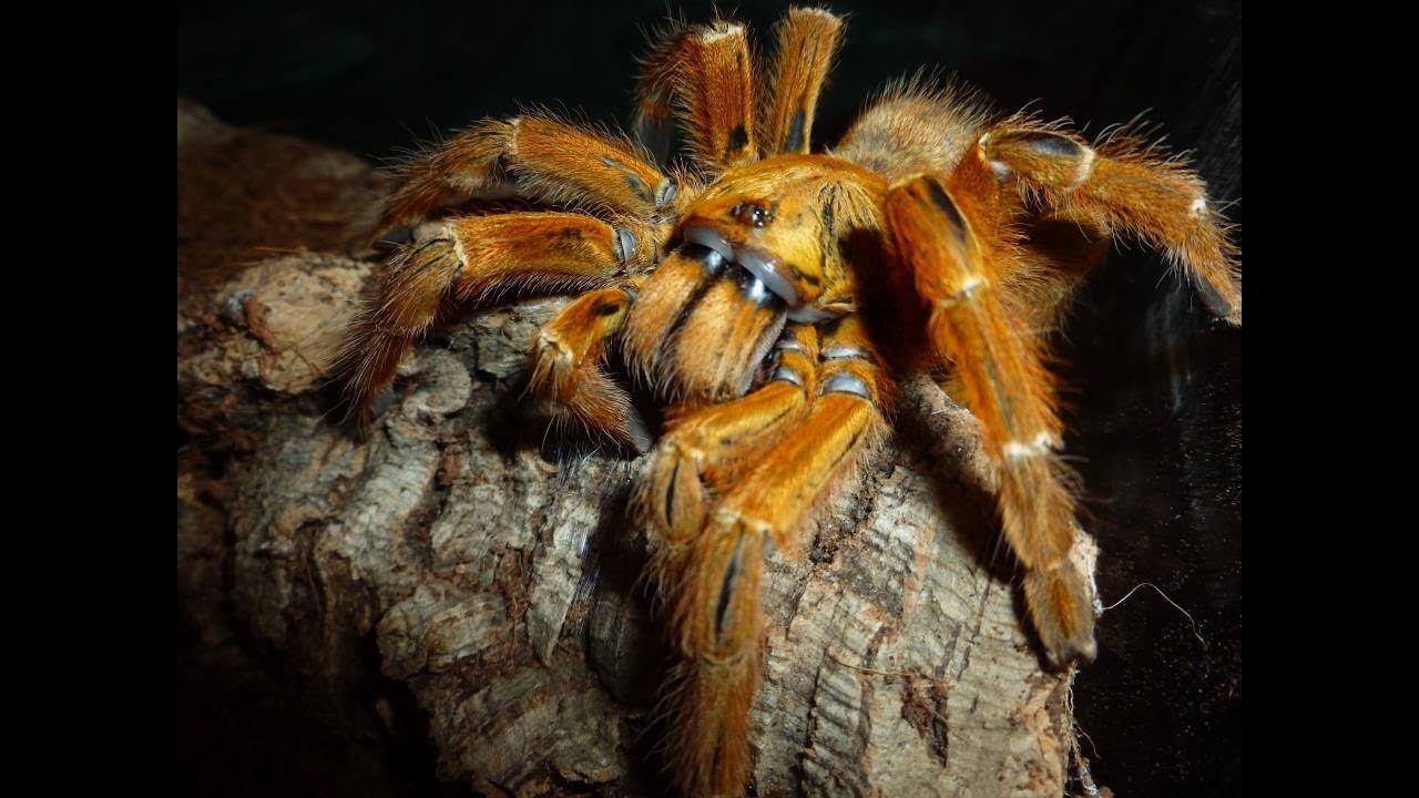 🕷 Unboxing 2 super angry tarantula! (OBT) - YouTube