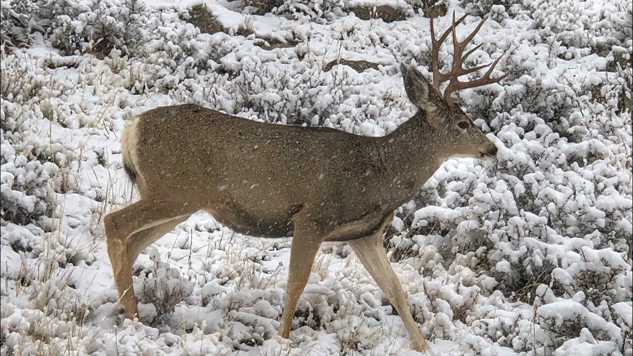 Big Bend Basin Deer Visiting Campsite 60 Drops It Really Low Through ...
