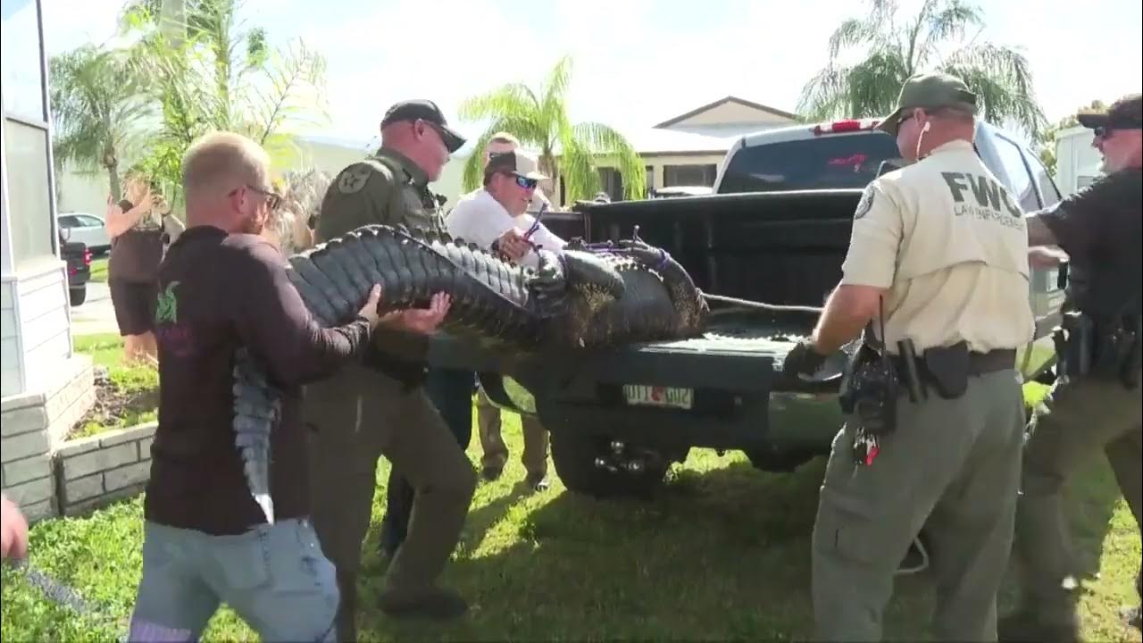 Alligator kills 85-year-old woman in Florida retirement community - YouTube