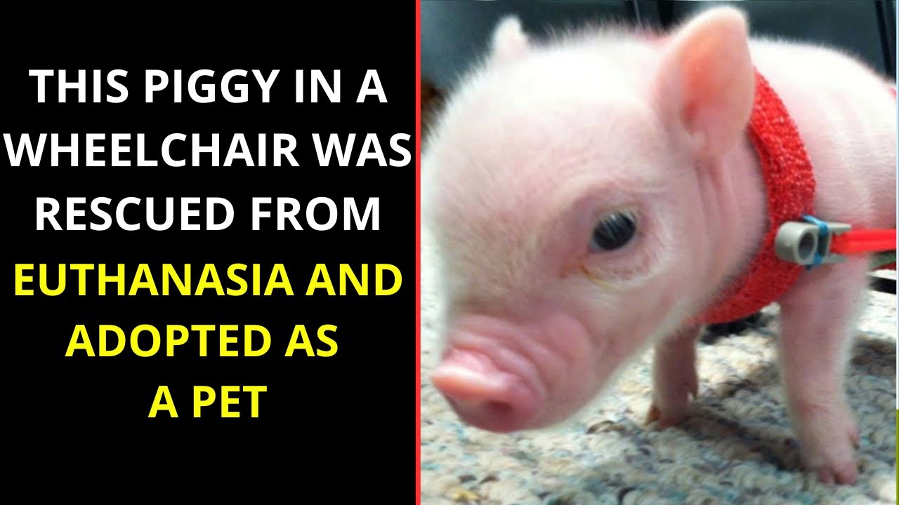 This little pig in a wheelchair was rescued from euthanasia and adopted ...