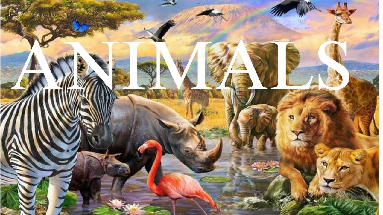 MOST BEAUTIFUL ANIMAL MOMENTS 4K - YouTube