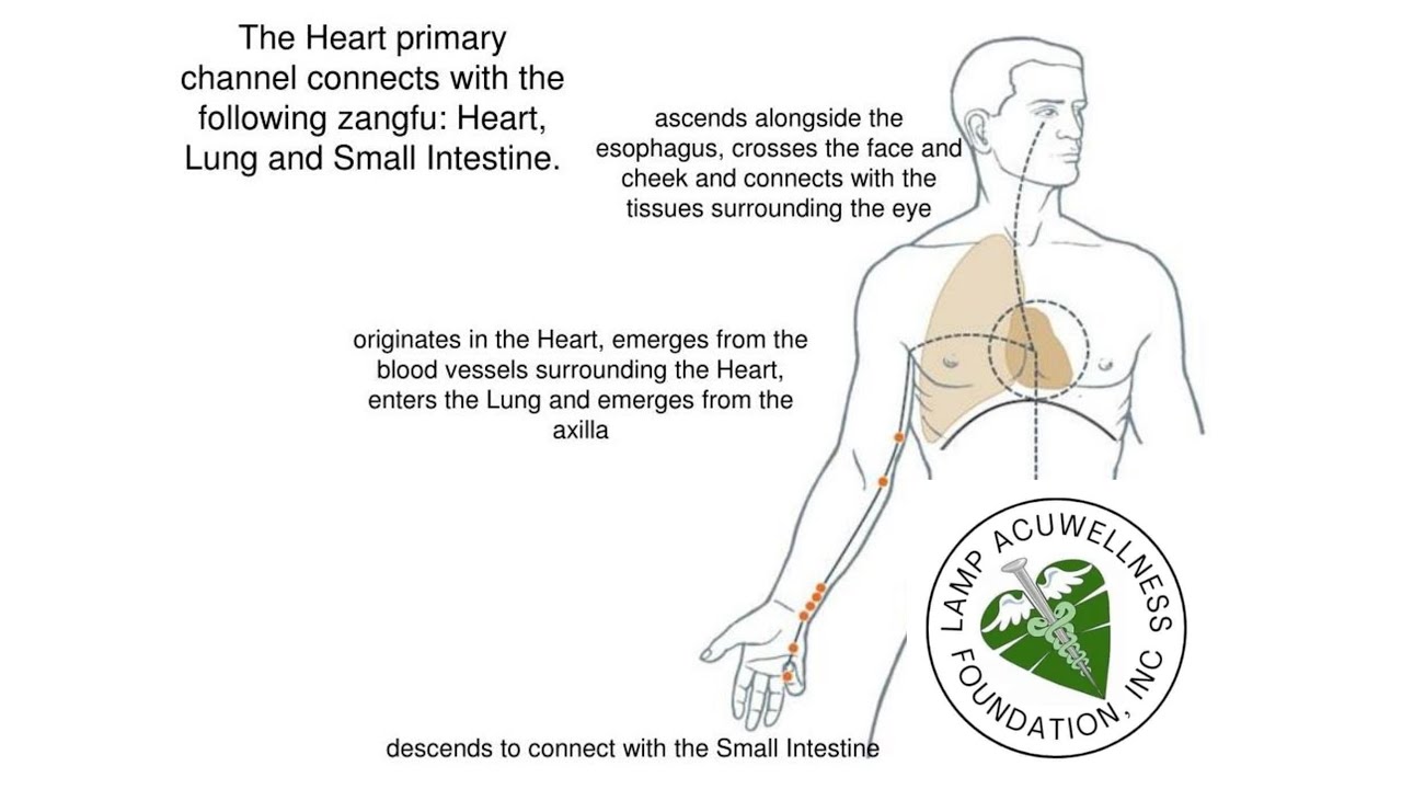 HEART PRIMARY CHANNEL OF HAND SHAOYIN - YouTube