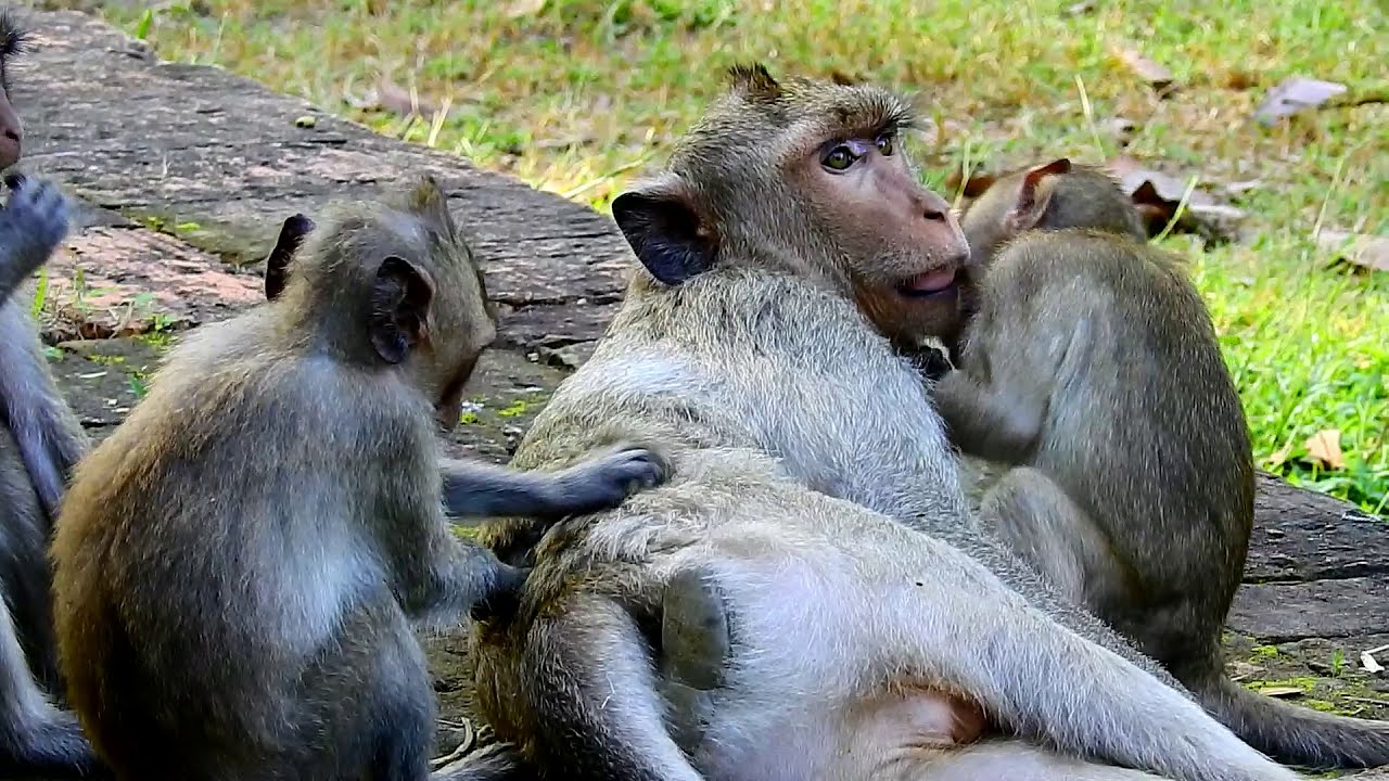 WHAT IS THIS DARO, BOTH BABY LOOK SO WONDER WHATIT IS? - YouTube