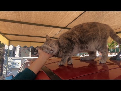 Super excited cat always asking to get petted - YouTube