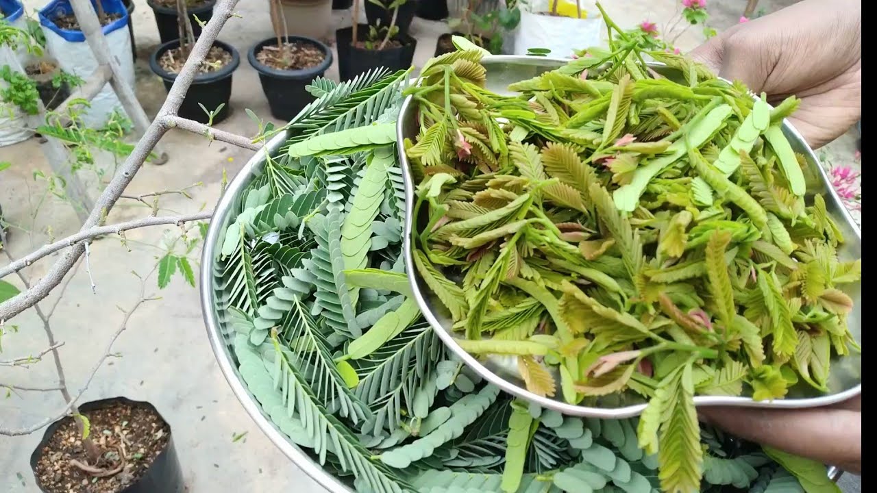 Harvesting chinthaku and chiguru in my terrace garden # tamarind leaves ...