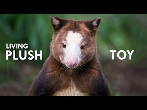 Why Do Tree Kangaroos Look So Weird?