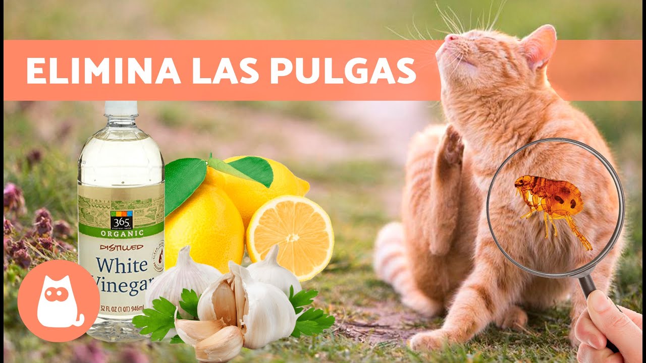 7 Mejores REMEDIOS CASEROS para las PULGAS en GATOS 🐱🐜 - YouTube