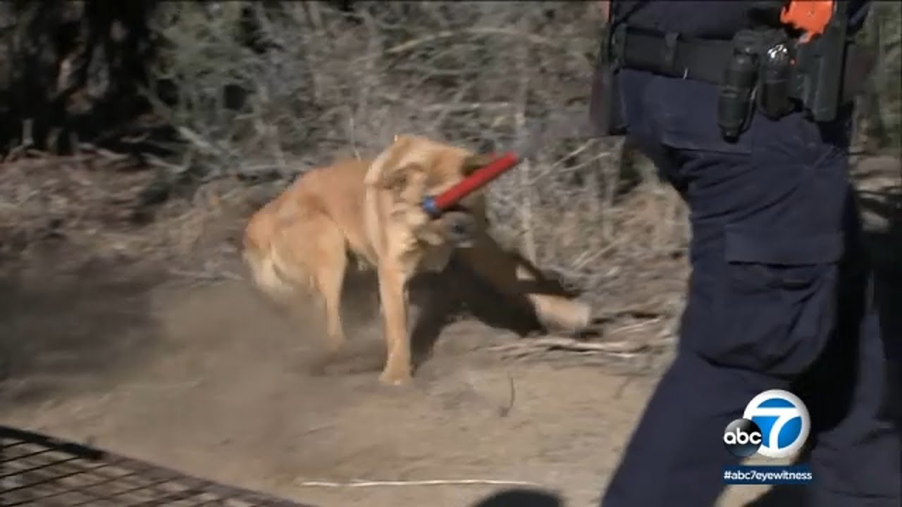 VIDEO: Dog mauling in Anza prompts sweep of stray dogs in community ...