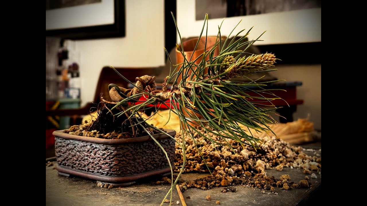 Patricia O'Connor, The Bonsai Balcony: Lets pot up a Ponderosa Pine ...
