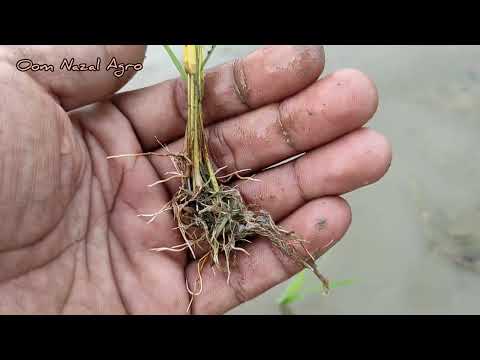 Perkembangan Akar Padi 1 hst - YouTube