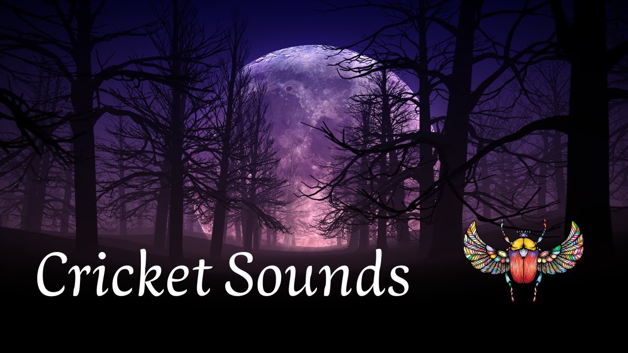 Beautiful Cricket Sounds - Ambient Cricket Sounds - YouTube