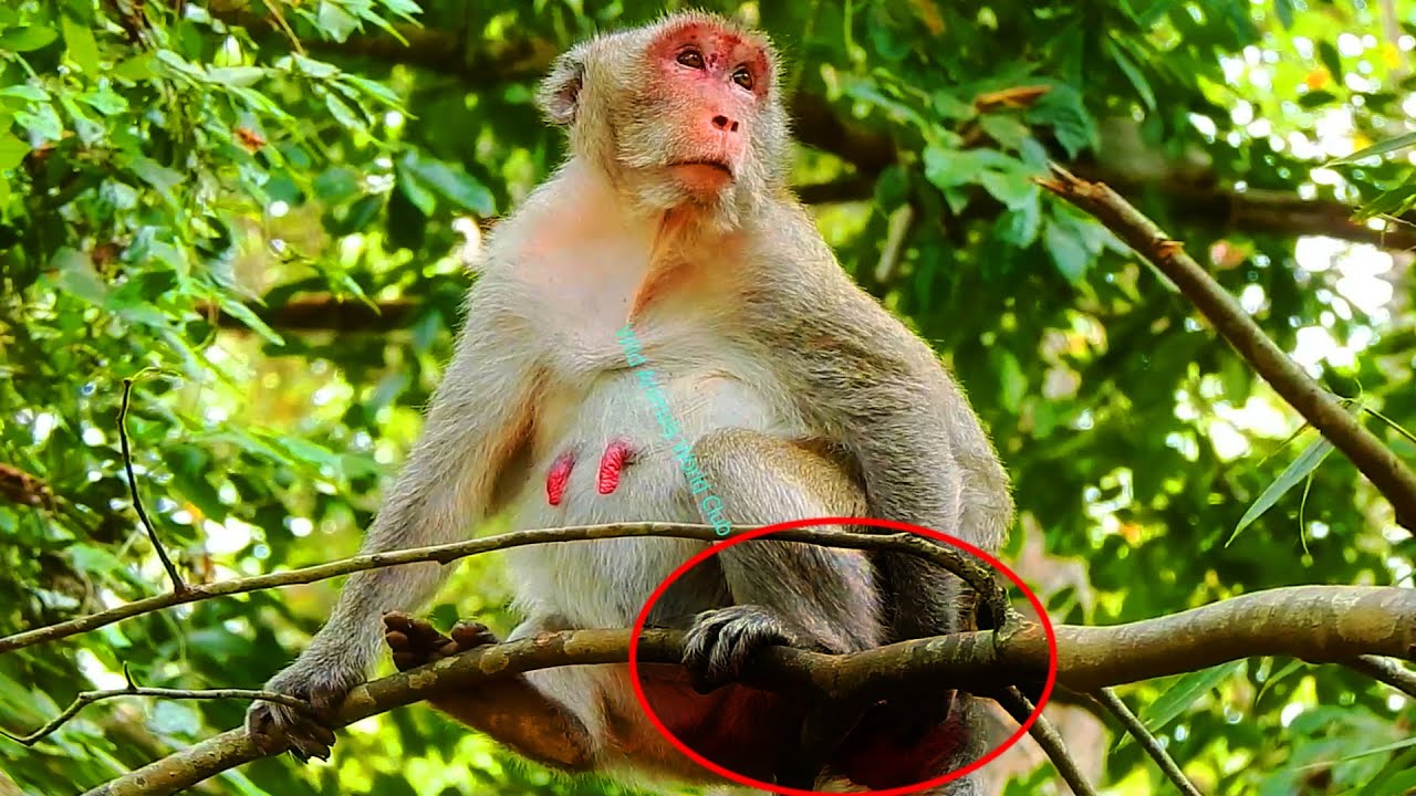 Wow! Congrats! Jane Monkey Giving A New Baby Birth At The Moment, Look ...