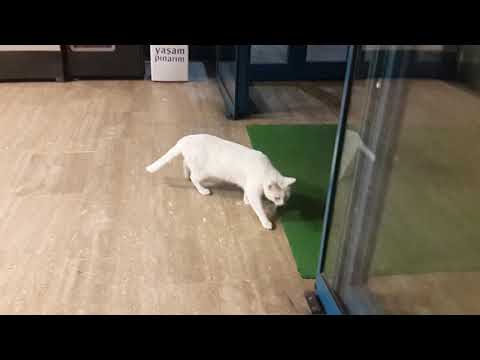 Meraklı Melahat😼