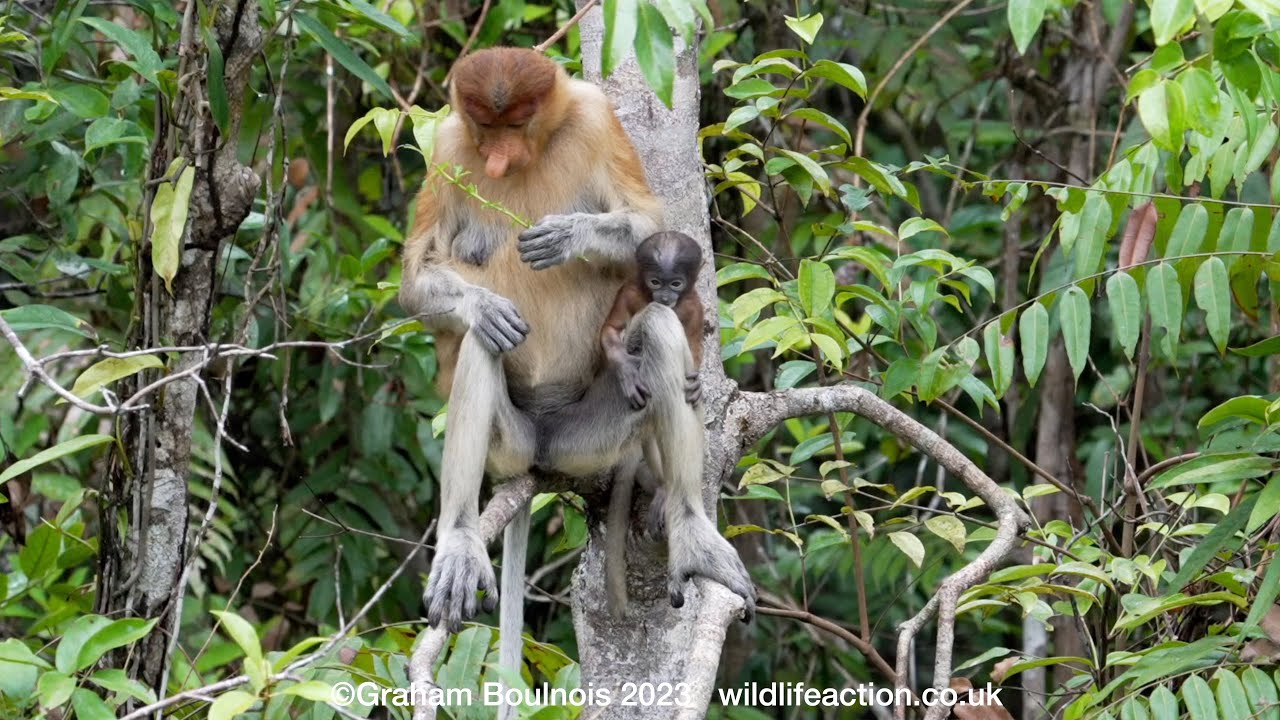 Proboscis monkey with her young baby - YouTube